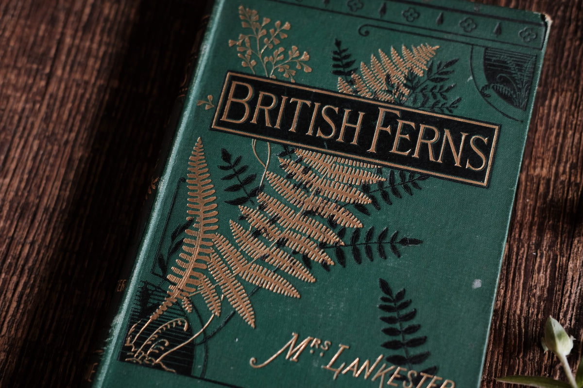 British Ferns by Mrs. Lankester – lescargot.papier